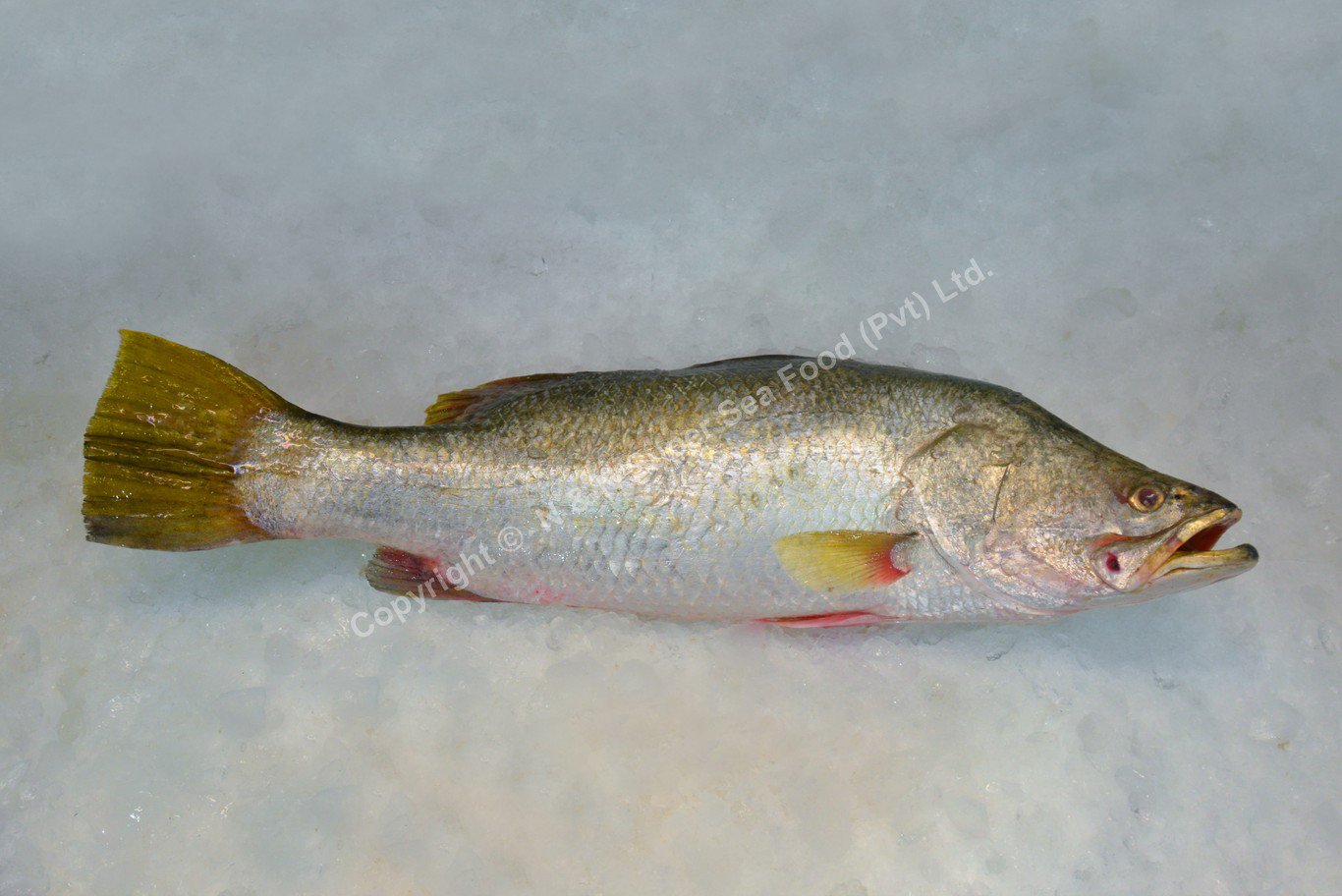 N & N Super Sea Food - Tuna, Sword Fish and Exotic Fish Exporters