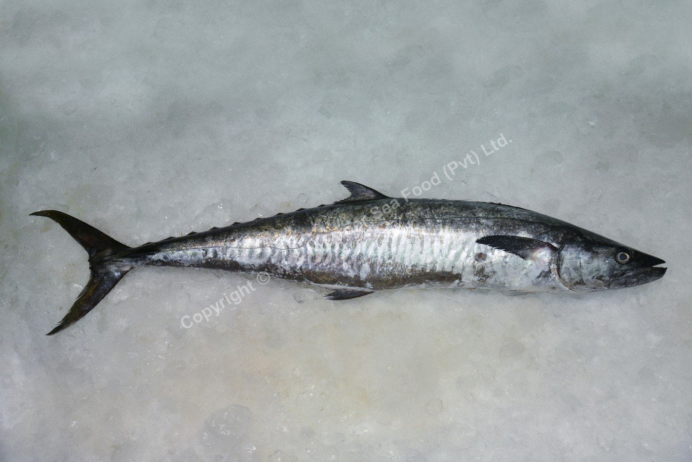 N & N Super Sea Food - Tuna, Sword Fish and Exotic Fish Exporters