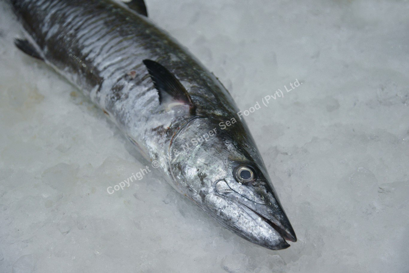 N & N Super Sea Food - Tuna, Sword Fish and Exotic Fish Exporters