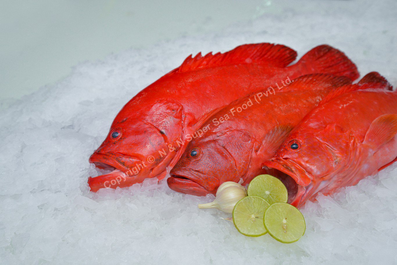 N & N Super Sea Food - Tuna, Sword Fish and Exotic Fish Exporters