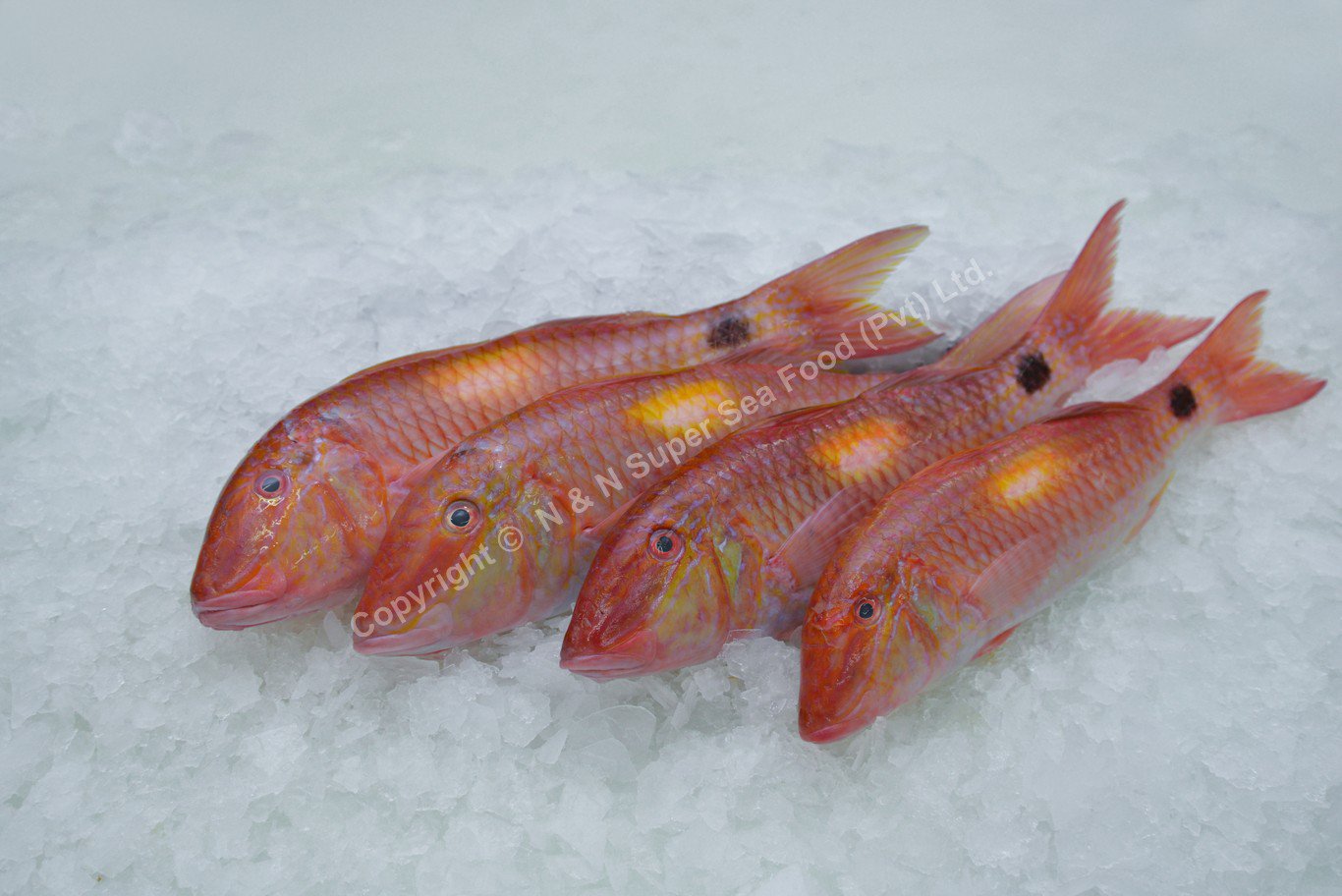 N & N Super Sea Food - Tuna, Sword Fish and Exotic Fish Exporters