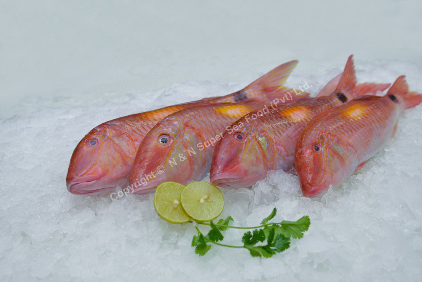 N & N Super Sea Food - Tuna, Sword Fish and Exotic Fish Exporters